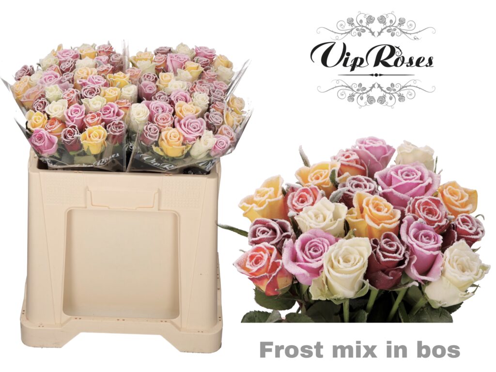 Tinted flowers » Vip Roses