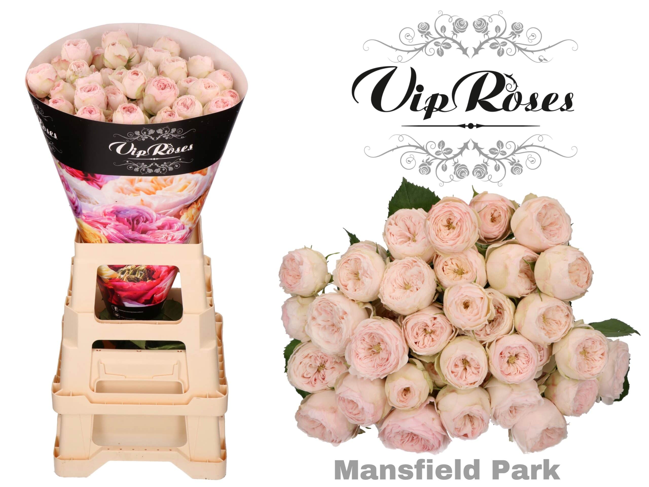 Mansfield Park » Vip Roses