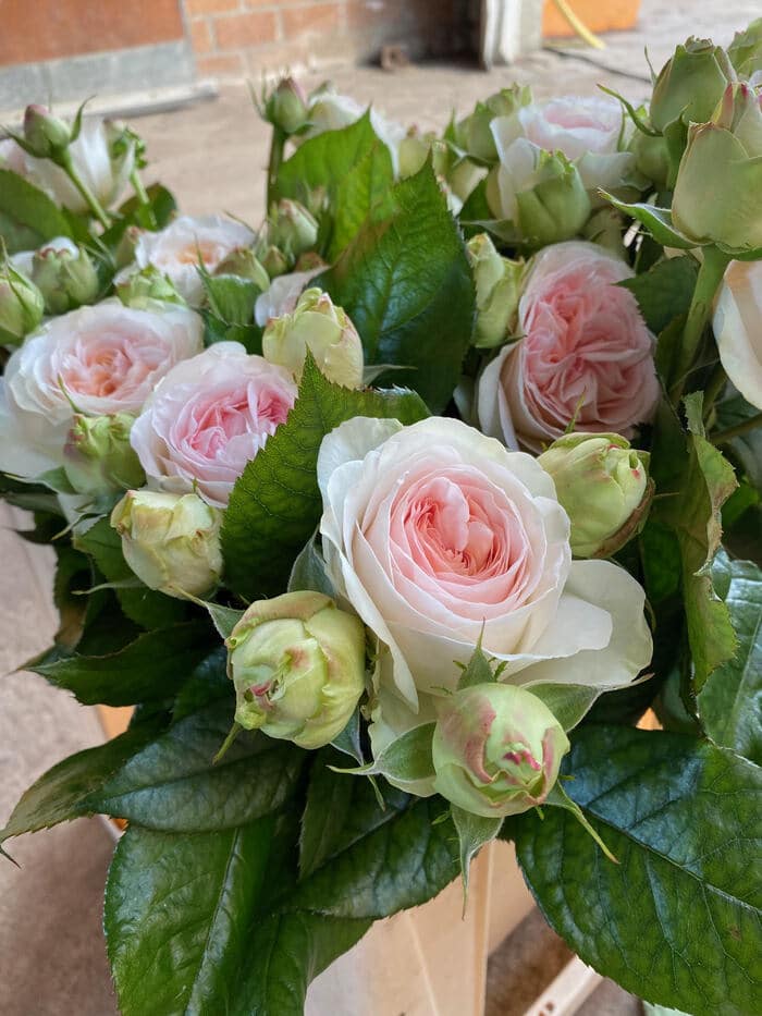 Lorena Summerhouse » Vip Roses