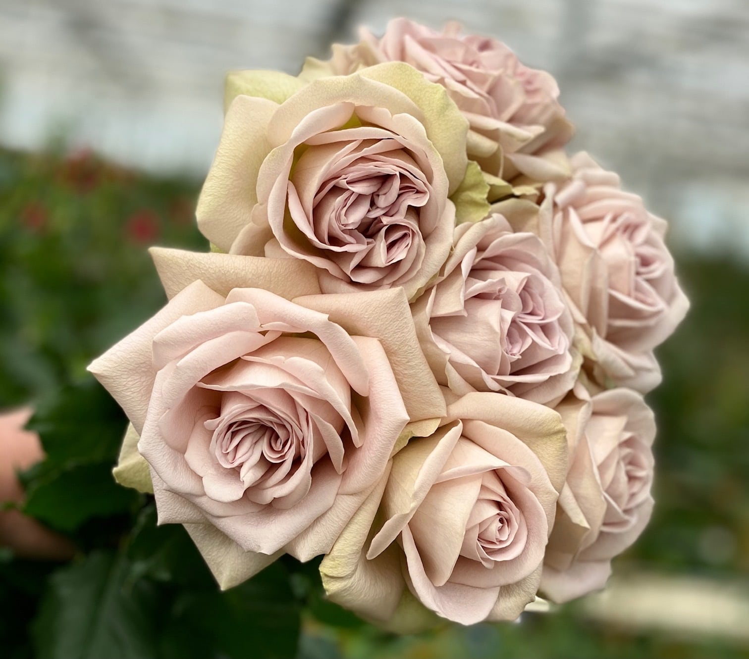 Notre Dame » Vip Roses