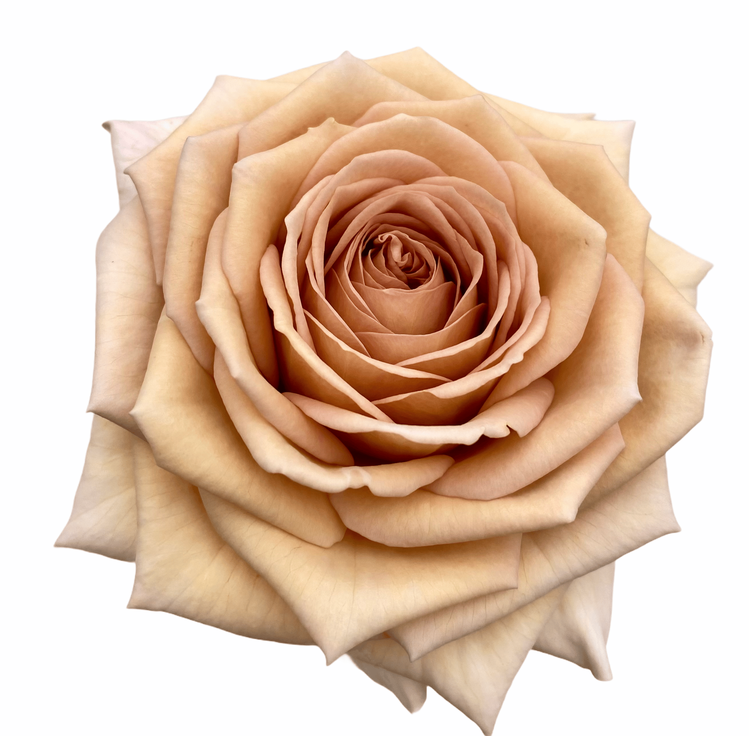 Bailey Vip Roses