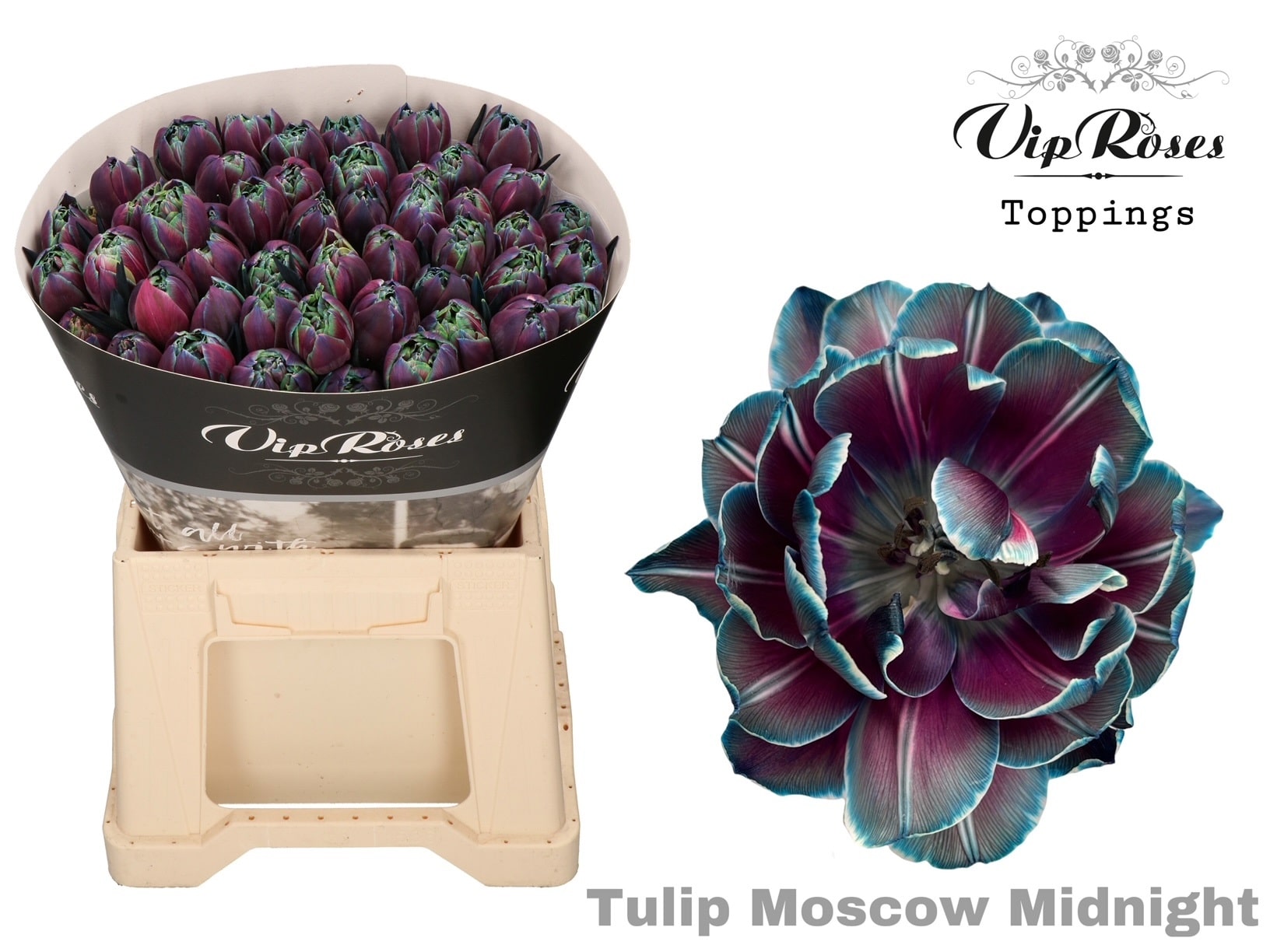 Vip Tulips » Vip Roses