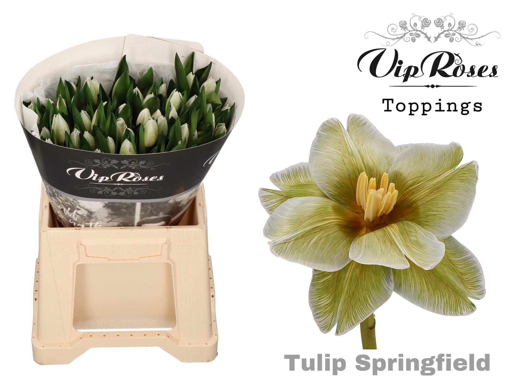 Vip Tulips » Vip Roses