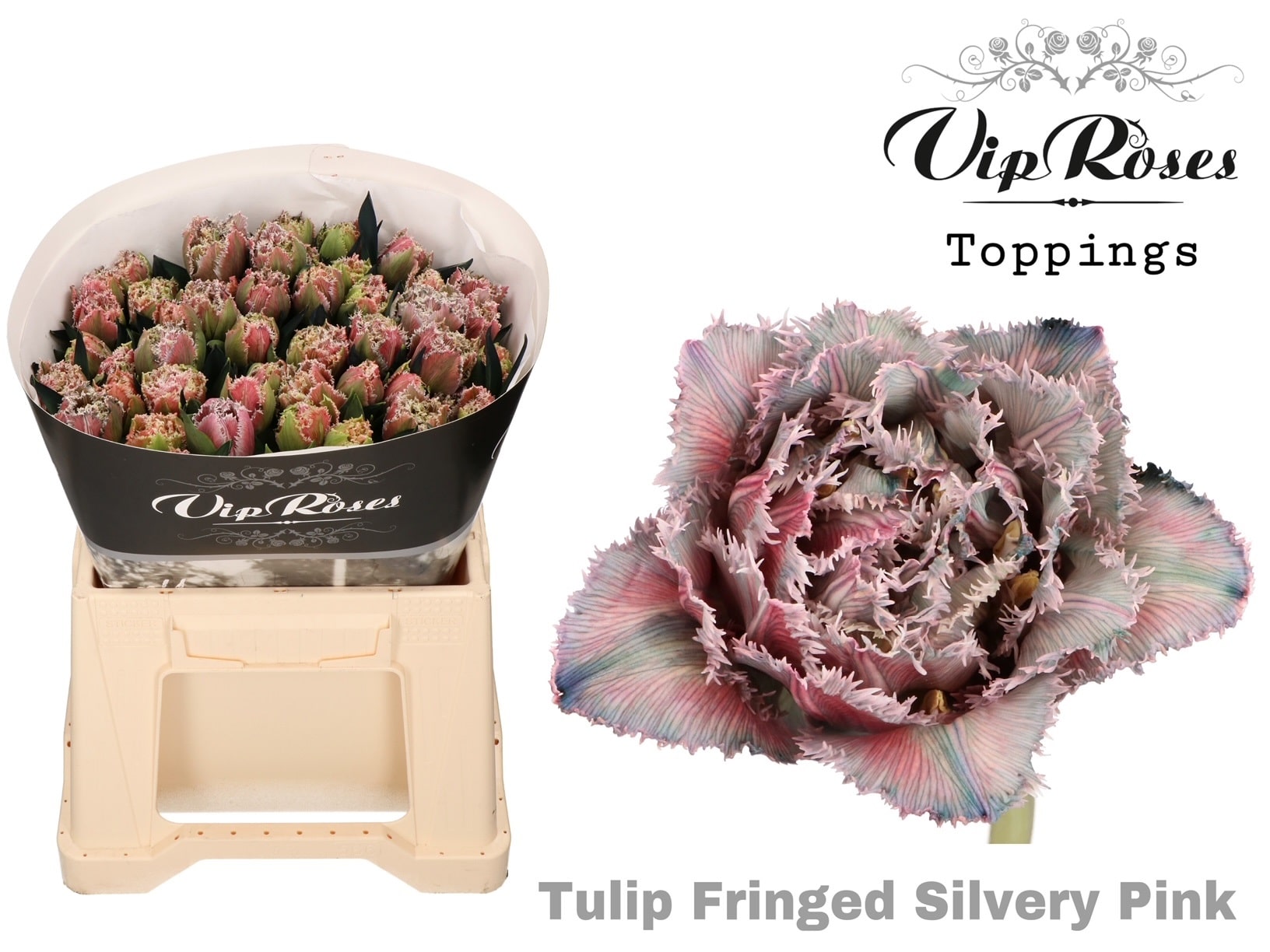 Vip Tulips » Vip Roses