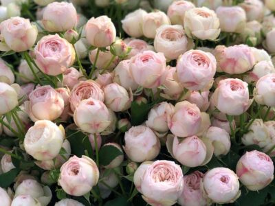 Mansfield Park » Vip Roses