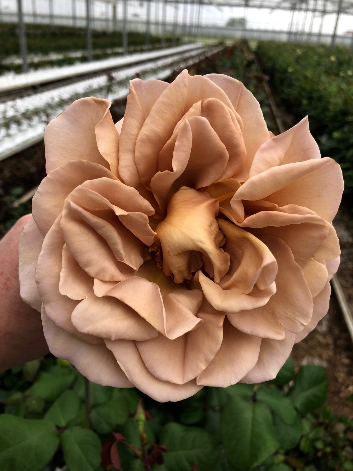 Café Latte » Vip Roses