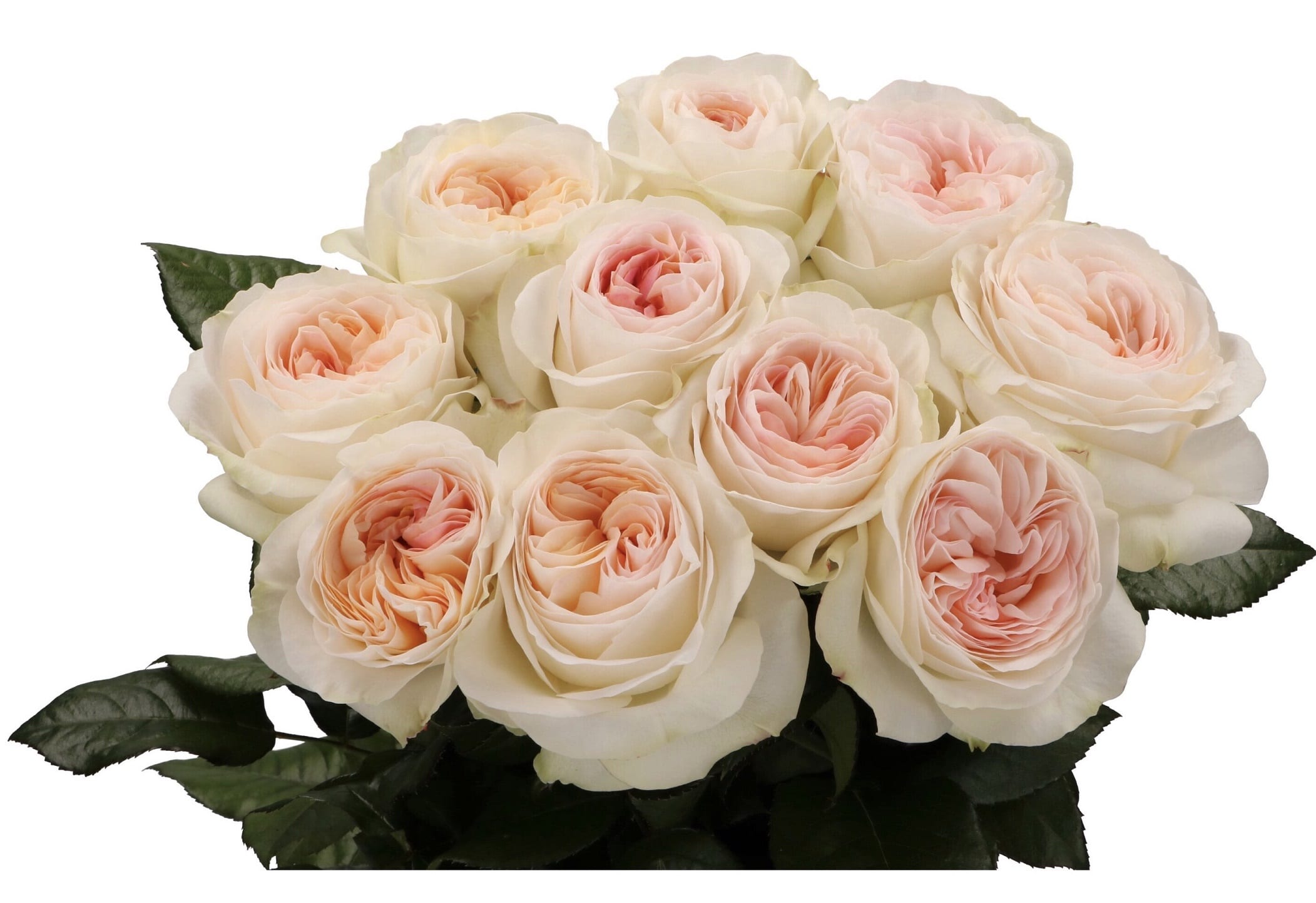 Lorena Summerhouse » Vip Roses