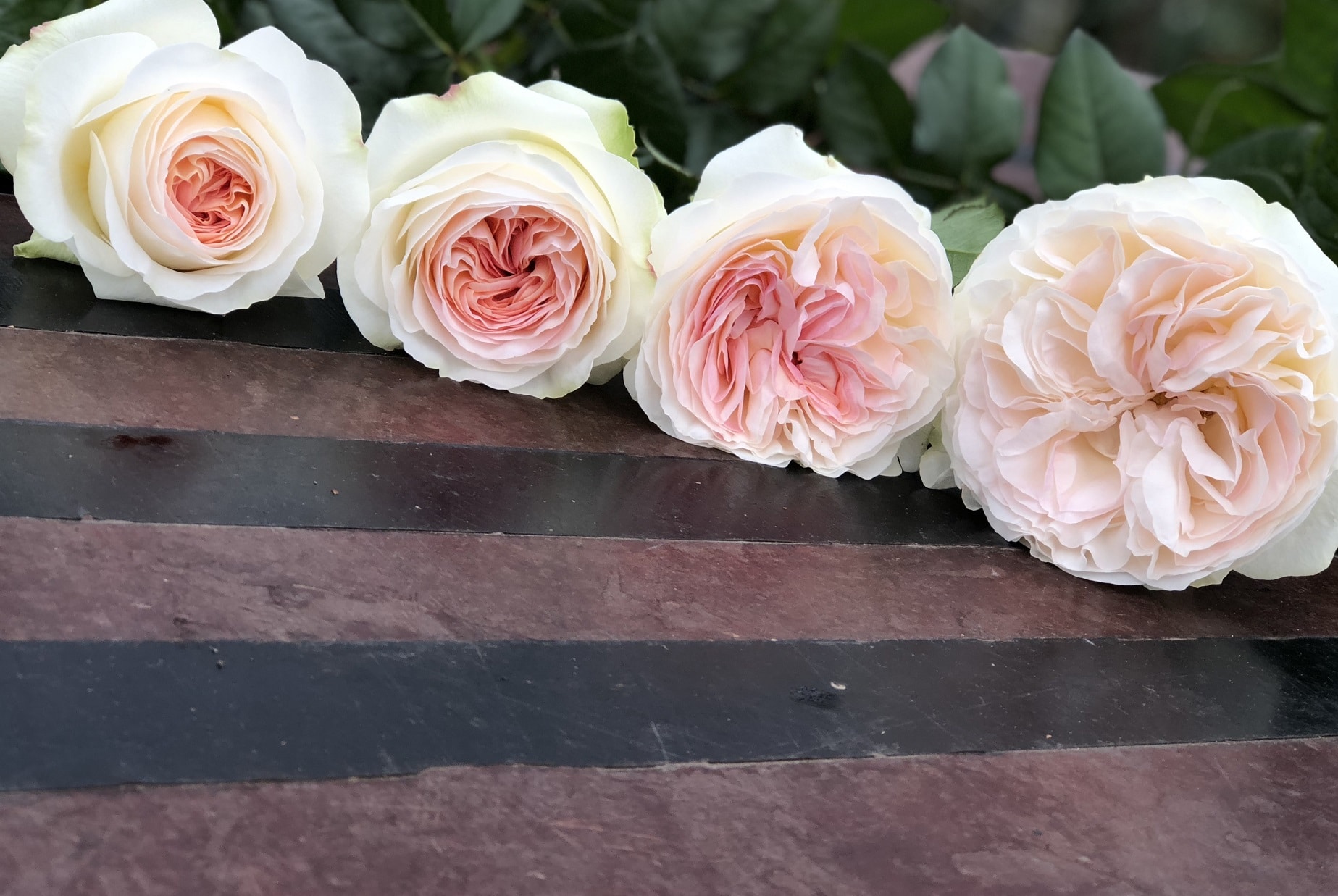 Lorena Summerhouse » Vip Roses