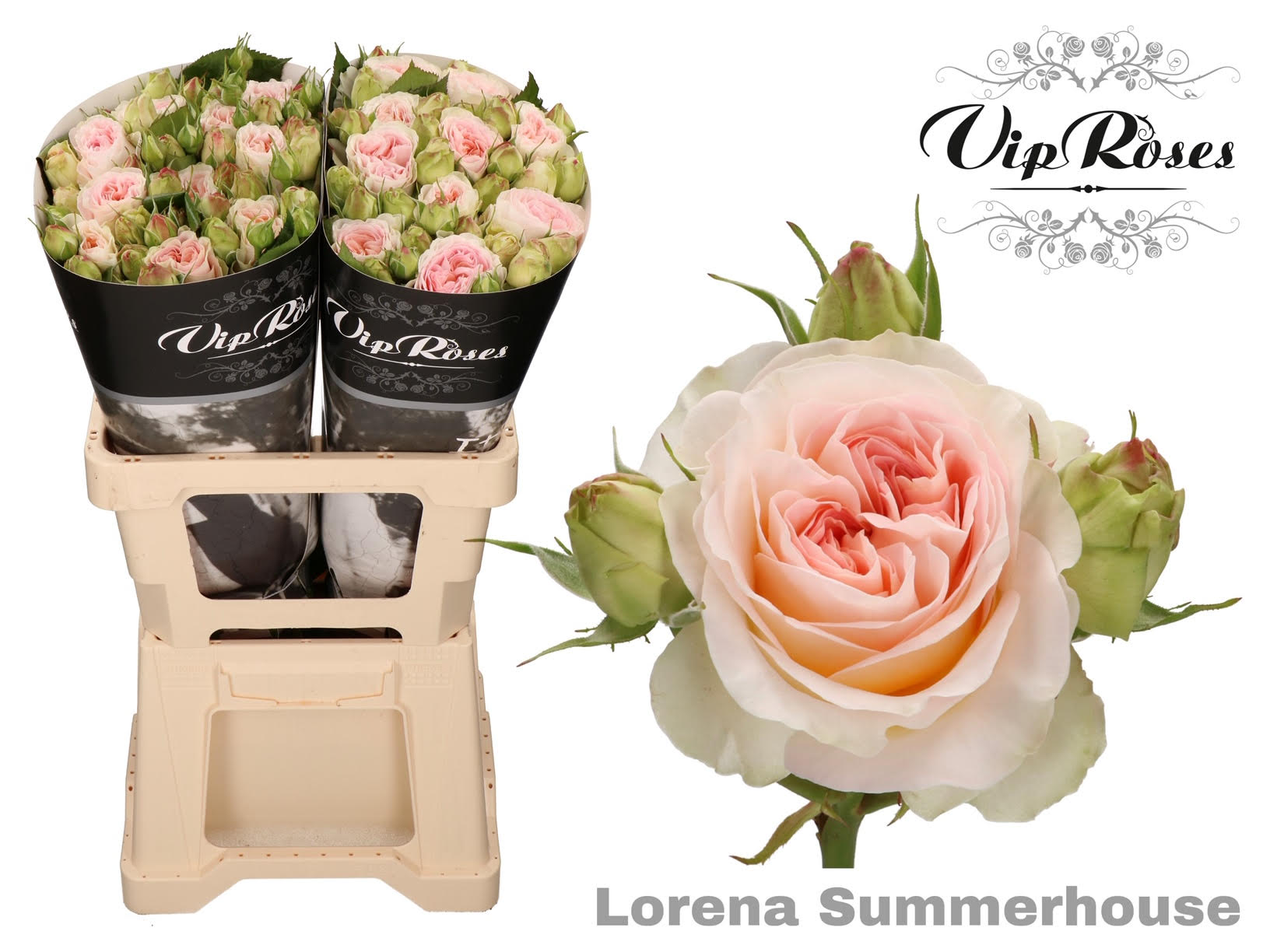 Lorena Summerhouse » Vip Roses