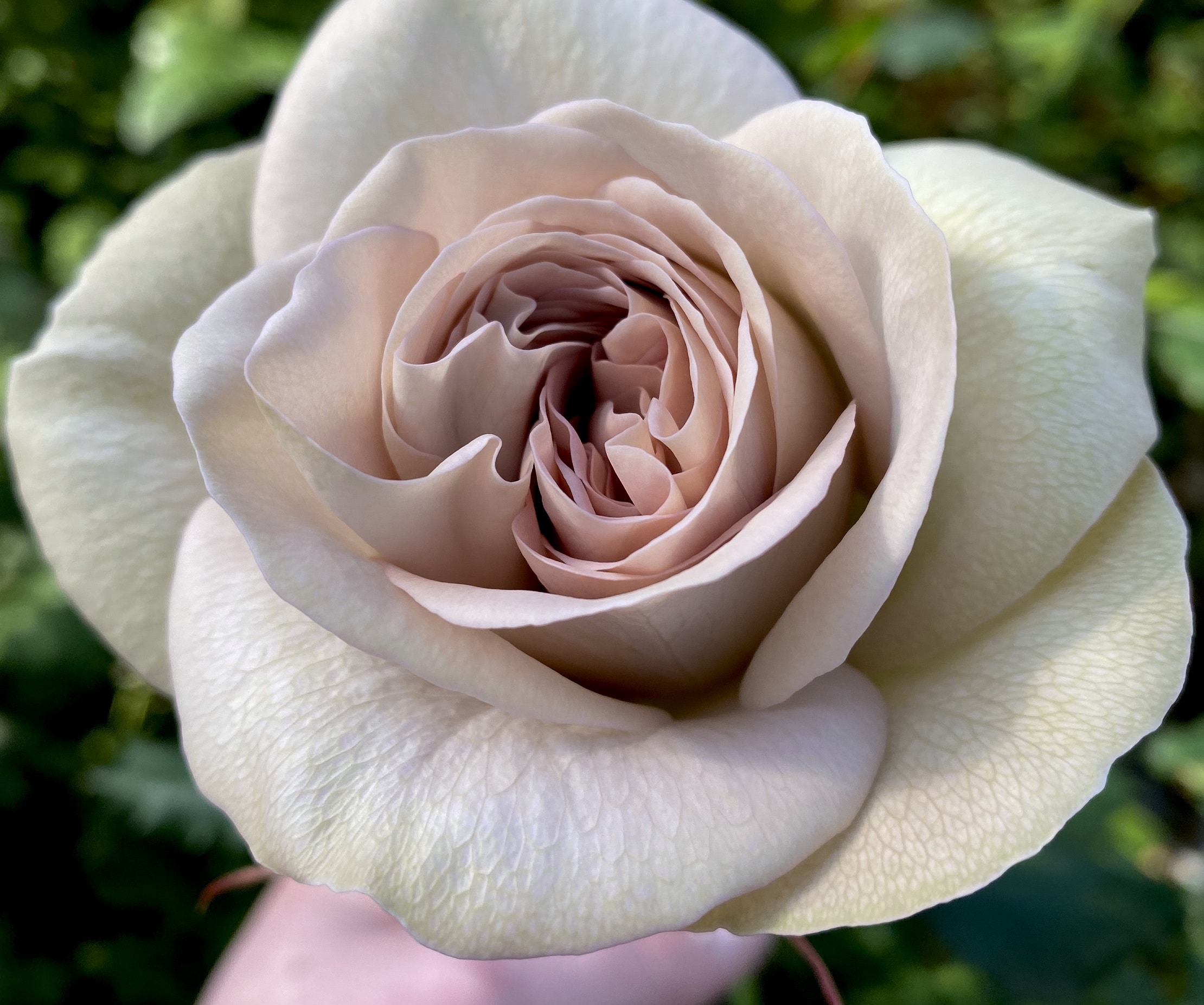 Notre Dame » Vip Roses