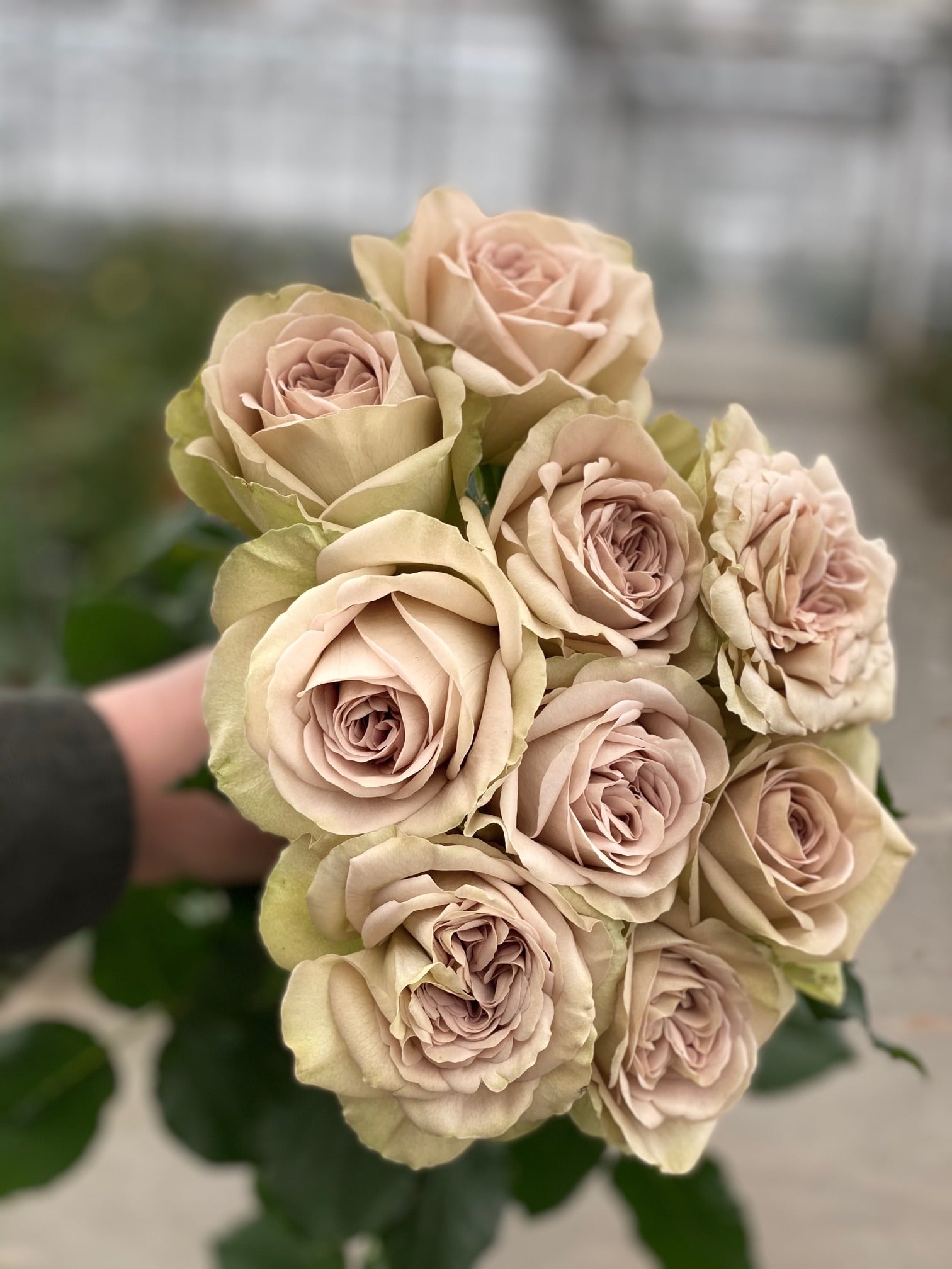 Notre Dame » Vip Roses