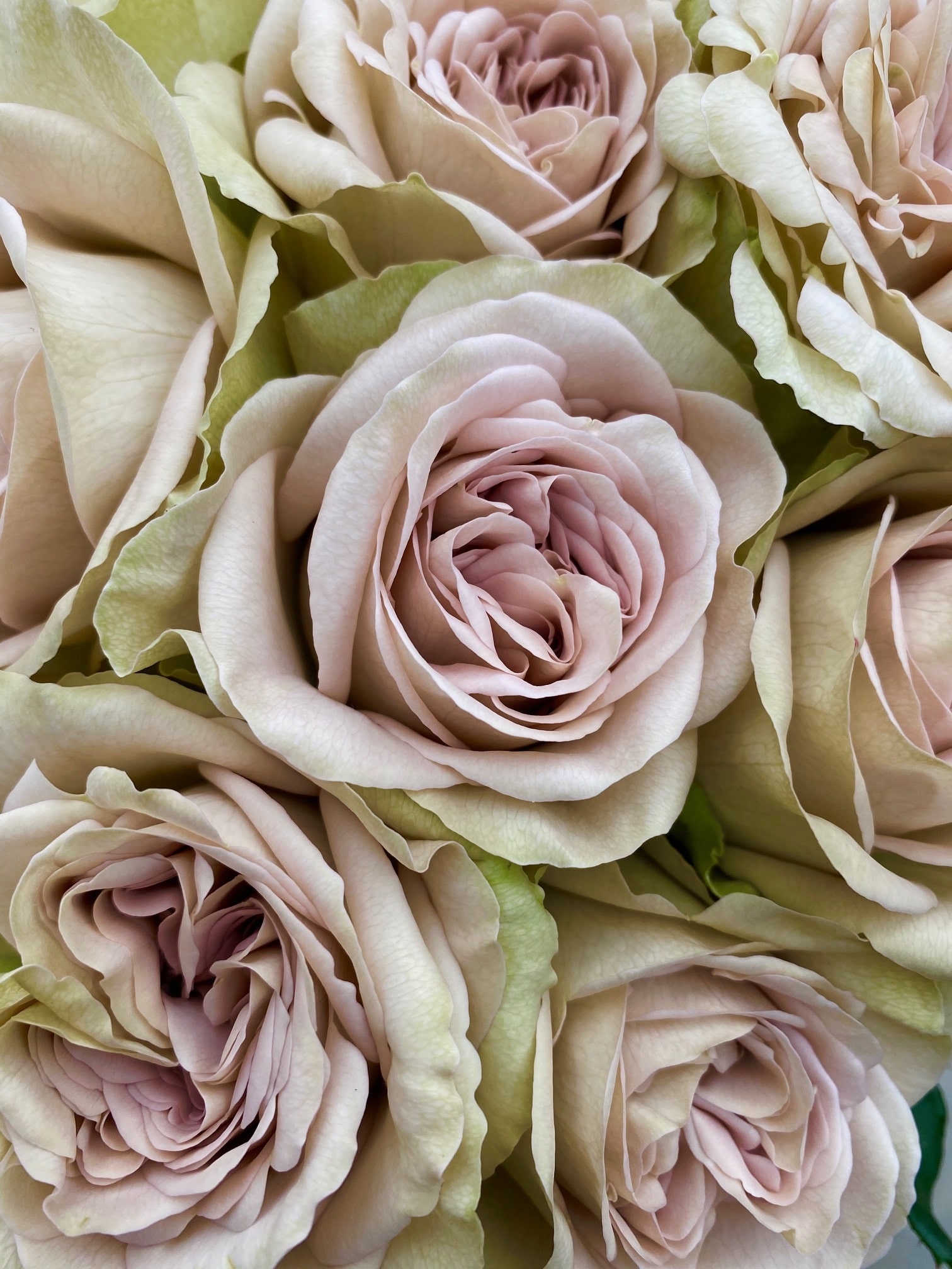 Notre Dame » Vip Roses